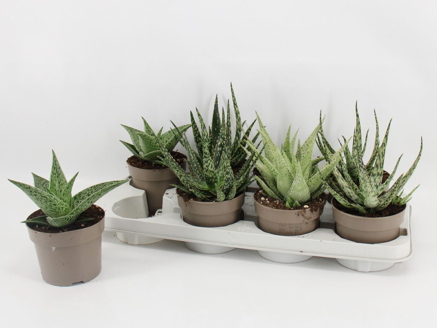 Aloe MIX — Plant Wholesale FlorAccess