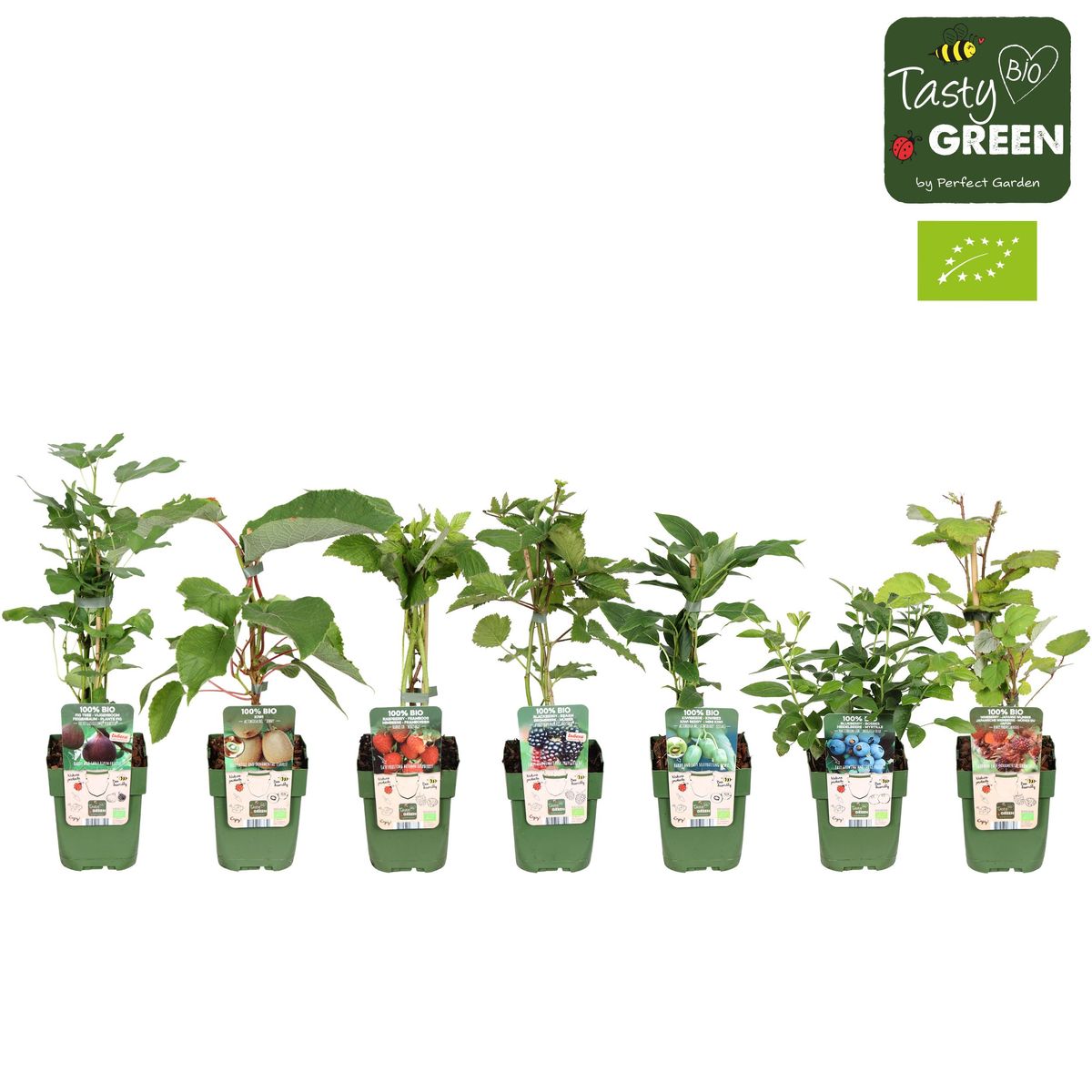 Fruit trees MIX — Plant Wholesale FlorAccess