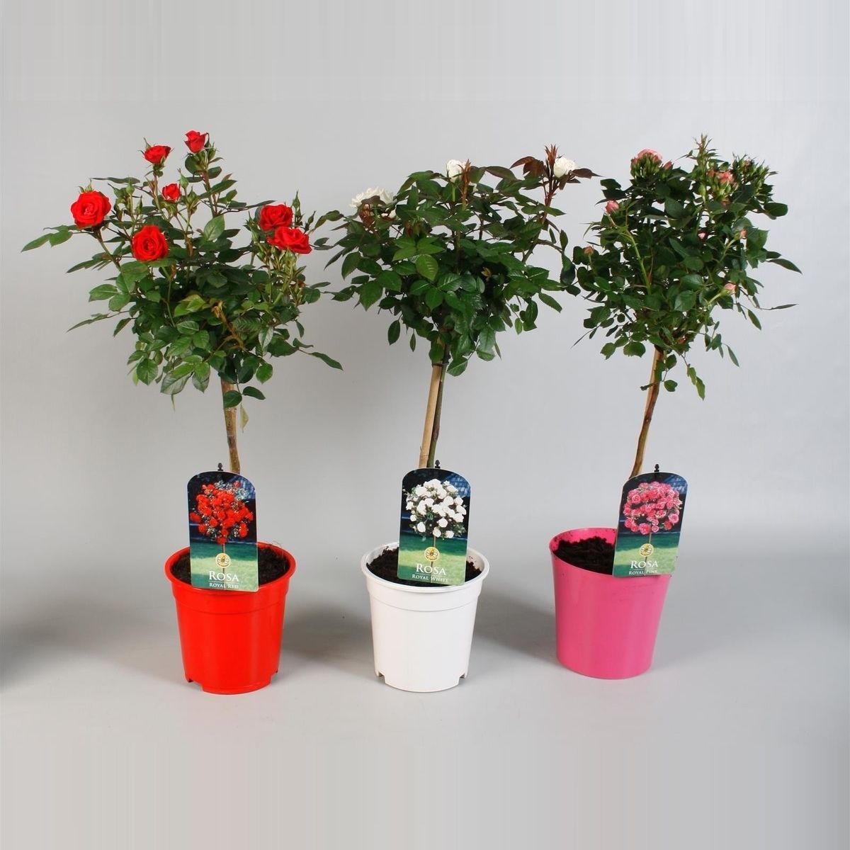 Rosa MIX — Plant Wholesale FlorAccess