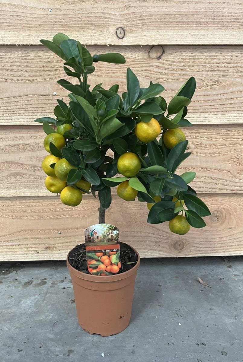 Citrus x microcarpa — Plant Wholesale FlorAccess