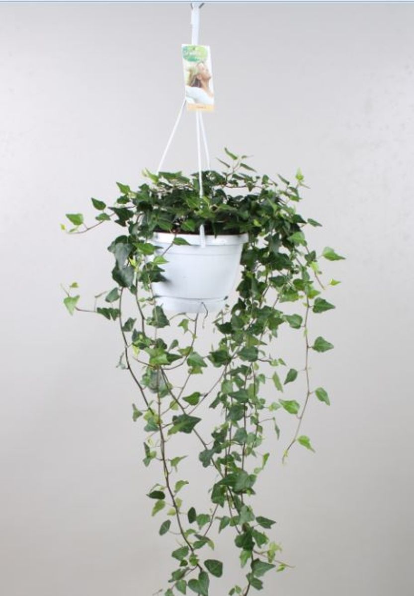 Hedera helix 'Lady Kay' — Plant Wholesale FlorAccess