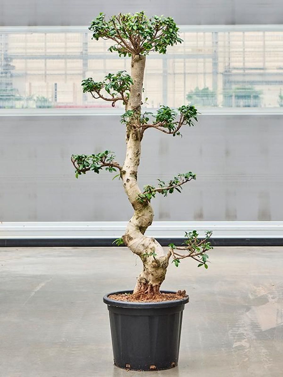 Ficus microcarpa 'Compacta' — Kasvien tukkumyynti FlorAccess