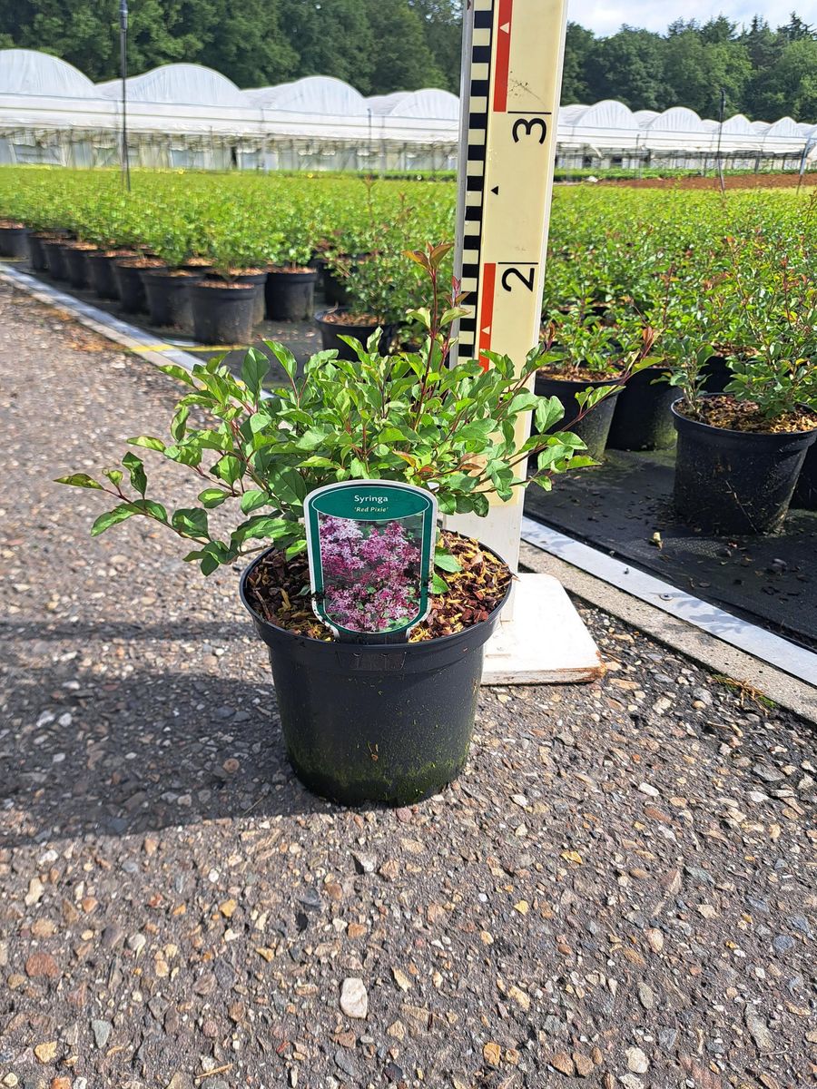 Syringa 'Red Pixie' — Plant Wholesale FlorAccess