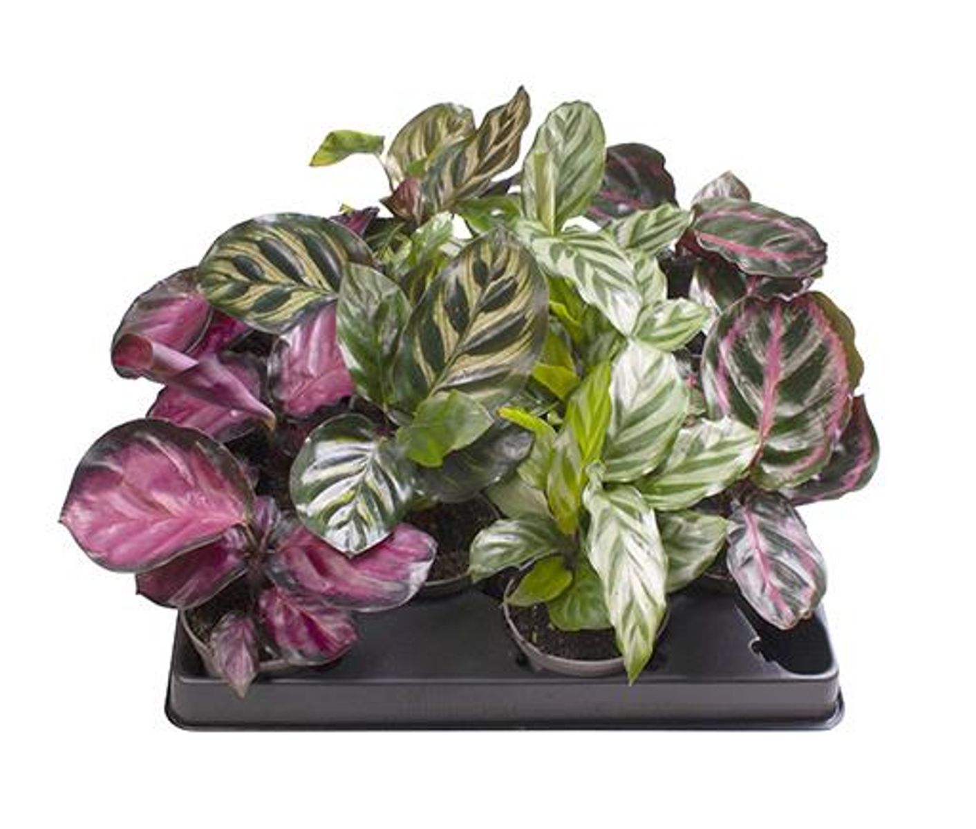 Calathea MIX — Plant Wholesale FlorAccess