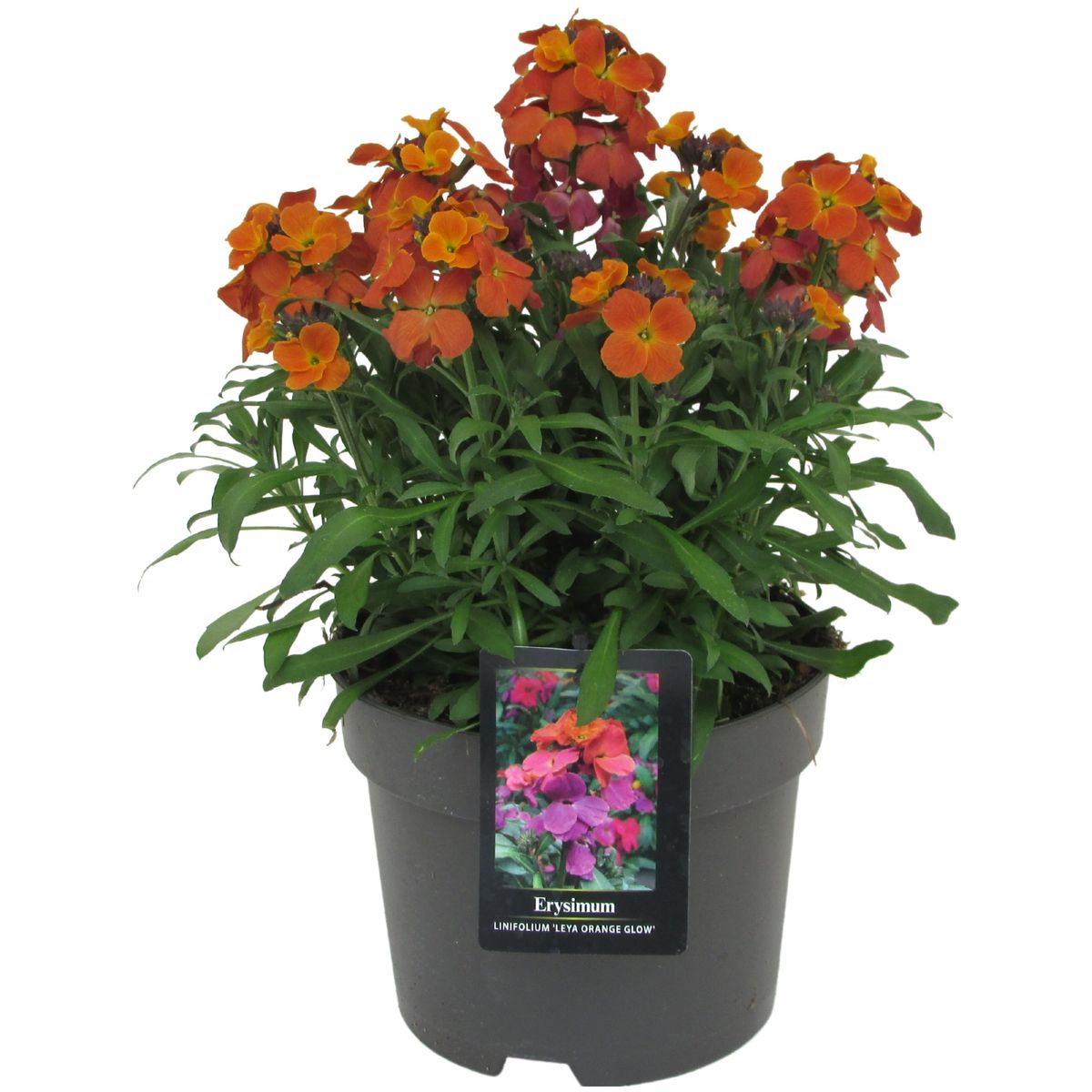Erysimum WALLART PINK LEMONADE — Рослини оптом FlorAccess