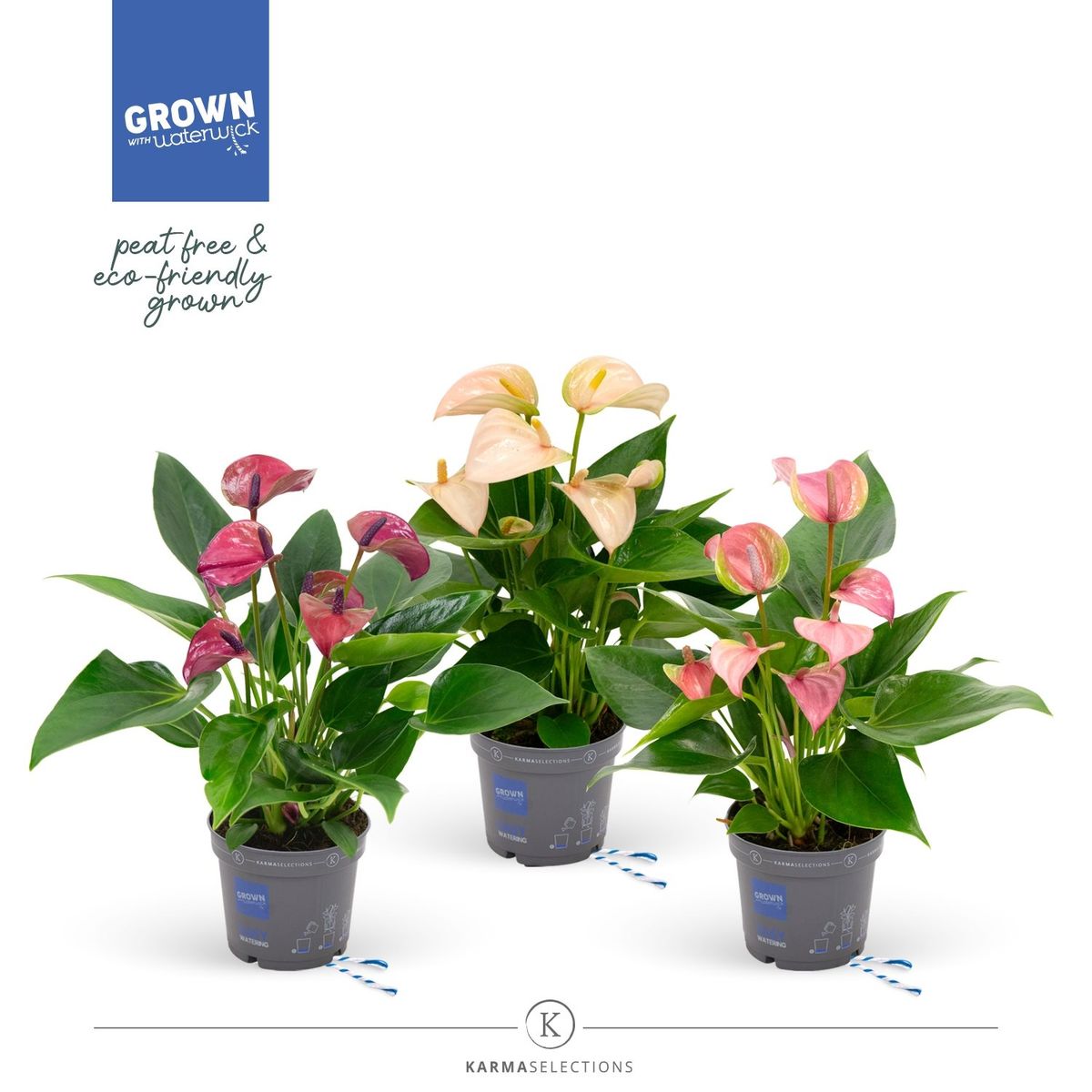 Anthurium MIX — Plant Wholesale FlorAccess
