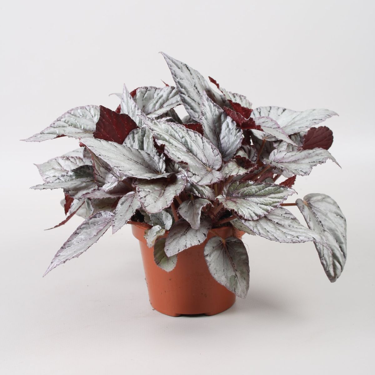 Begonia BELEAF ARCTIC BREEZE — Plant Wholesale FlorAccess
