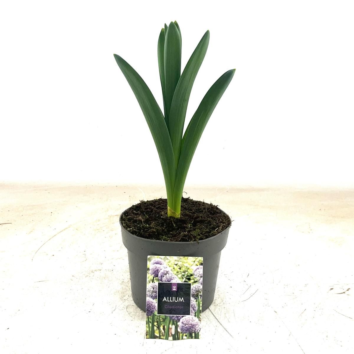 Allium 'Gladiator' — Plant Wholesale FlorAccess