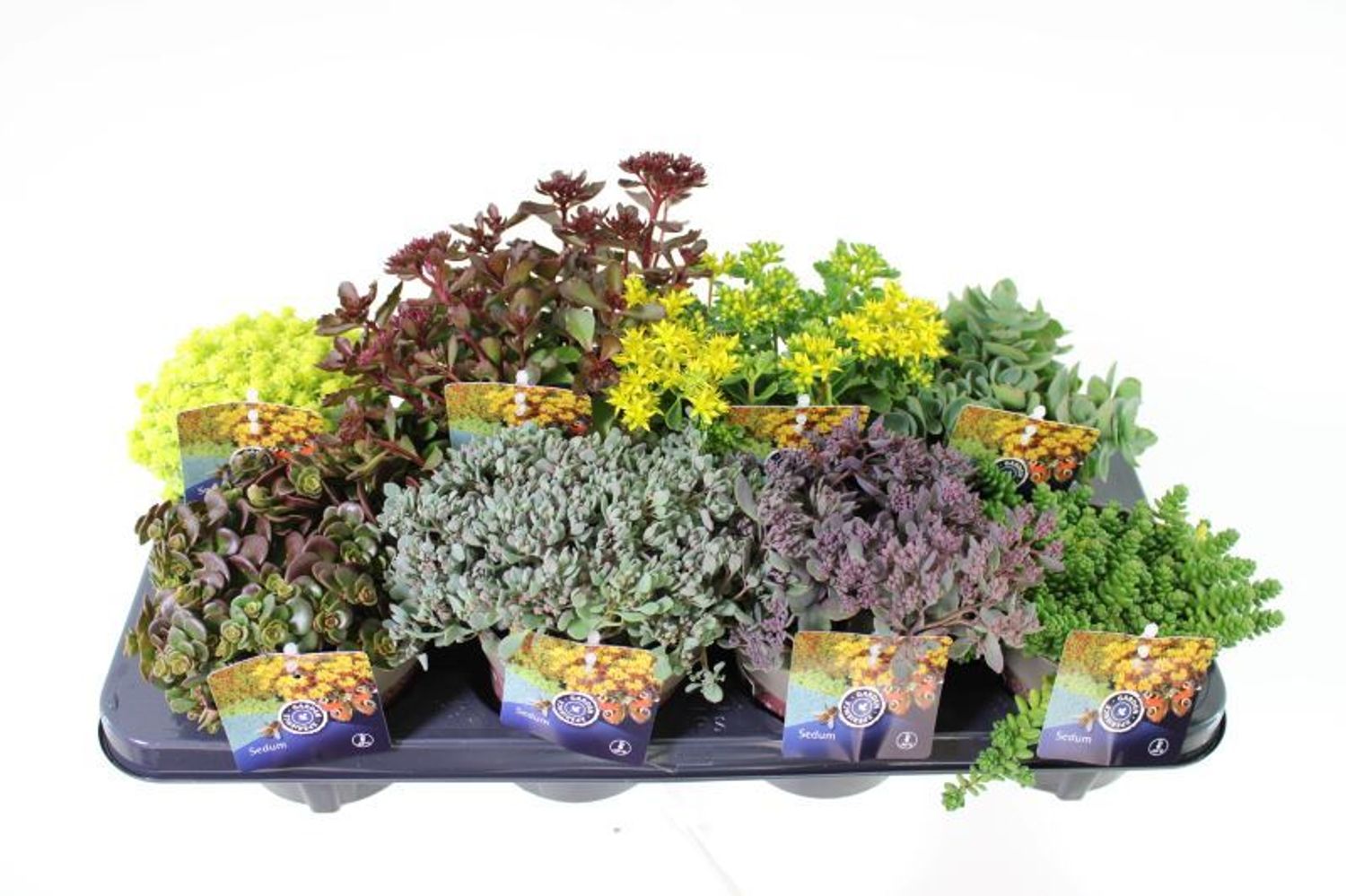 Sedum MIX — Рослини оптом FlorAccess