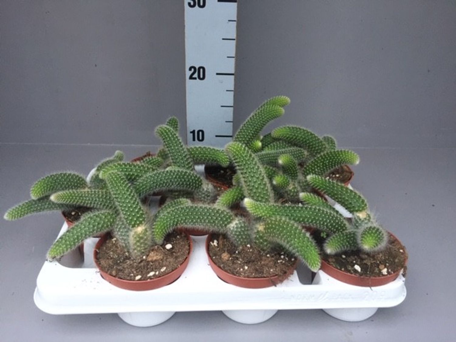 Hildewintera colademononis — Plant Wholesale FlorAccess