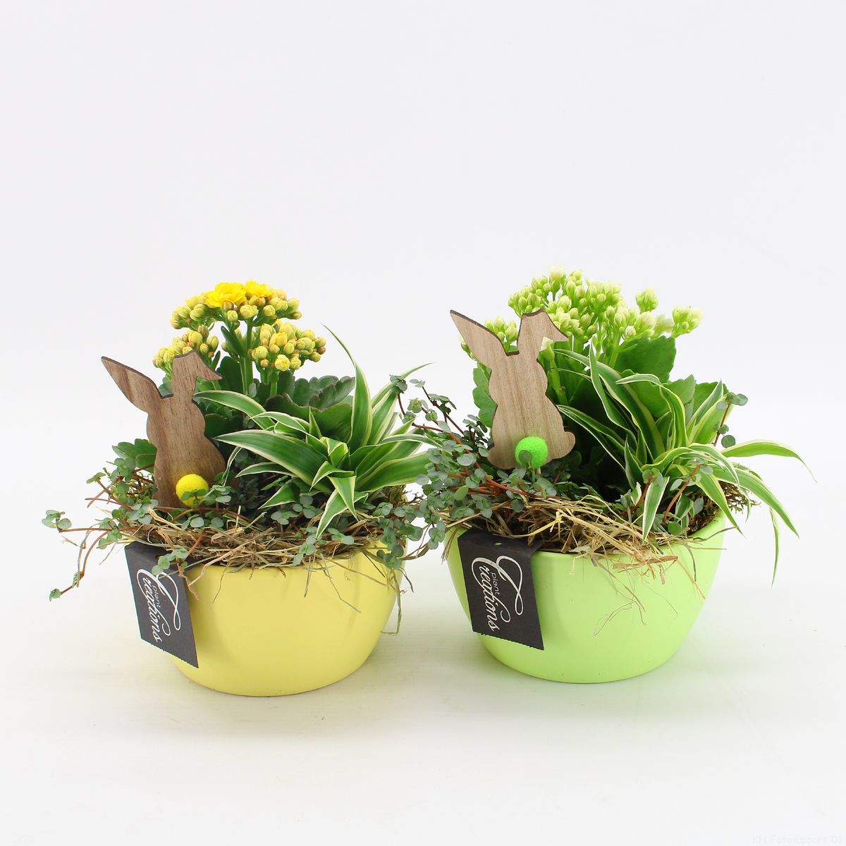 Arrangement Easter — Plant Wholesale FlorAccess