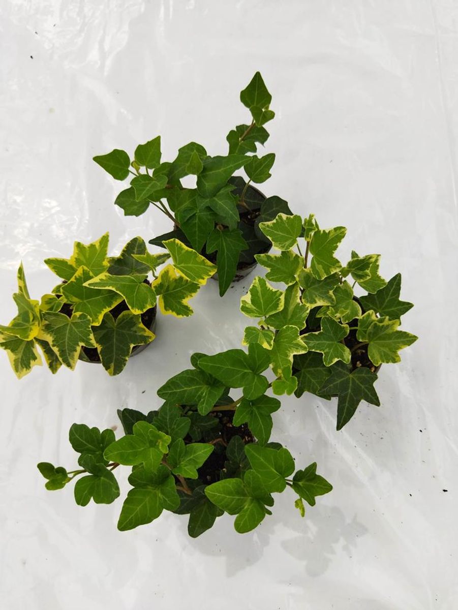 Hedera helix MIX — Plant Wholesale FlorAccess