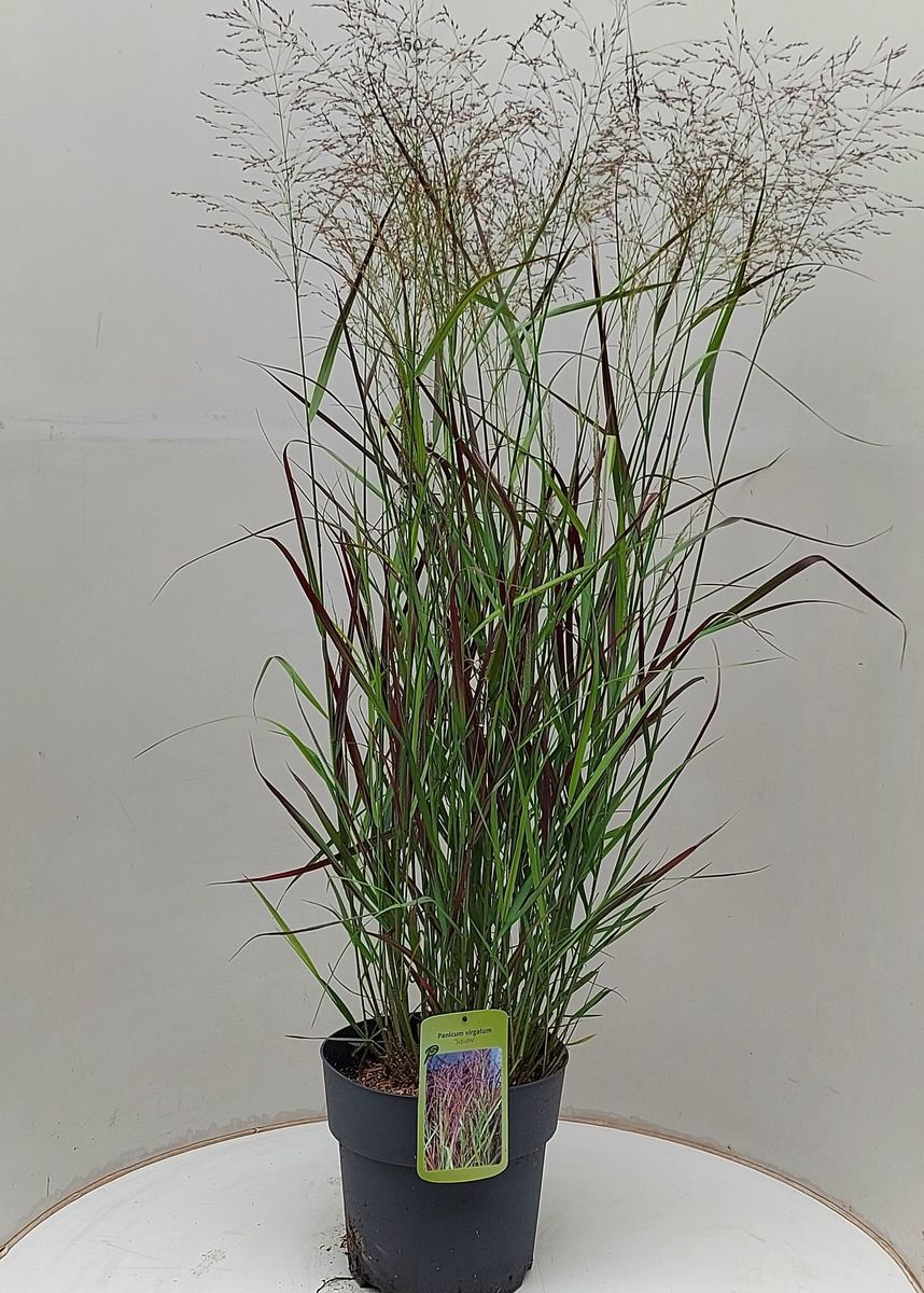 Panicum virgatum 'Squaw' — Plant Wholesale FlorAccess