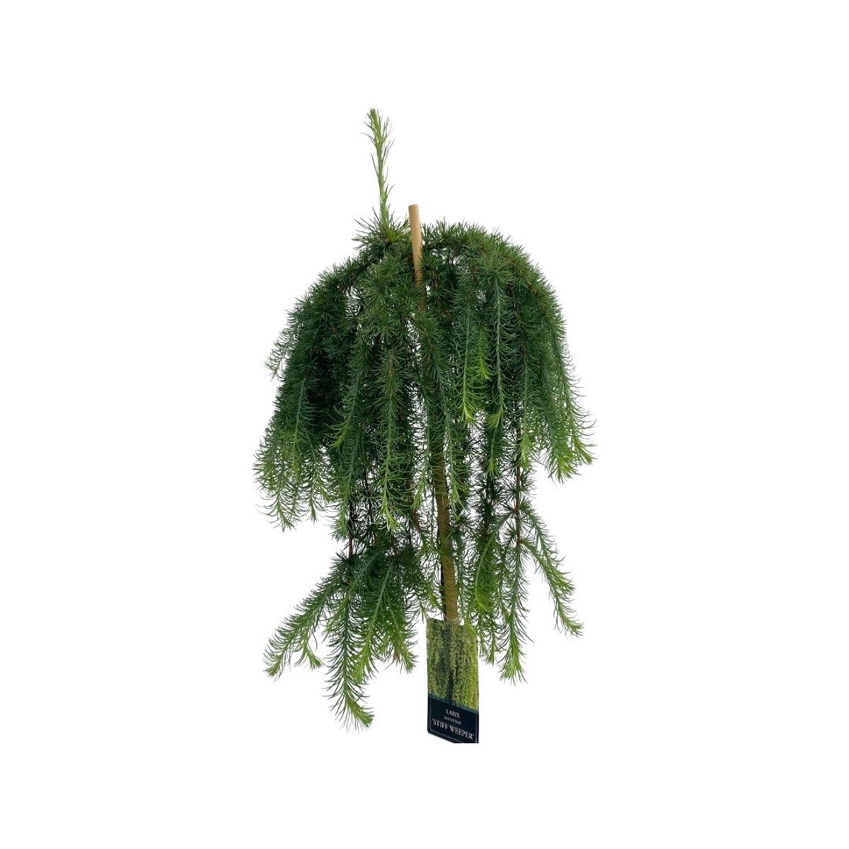Larix kaempferi 'Stiff Weeper' — Plant Wholesale FlorAccess