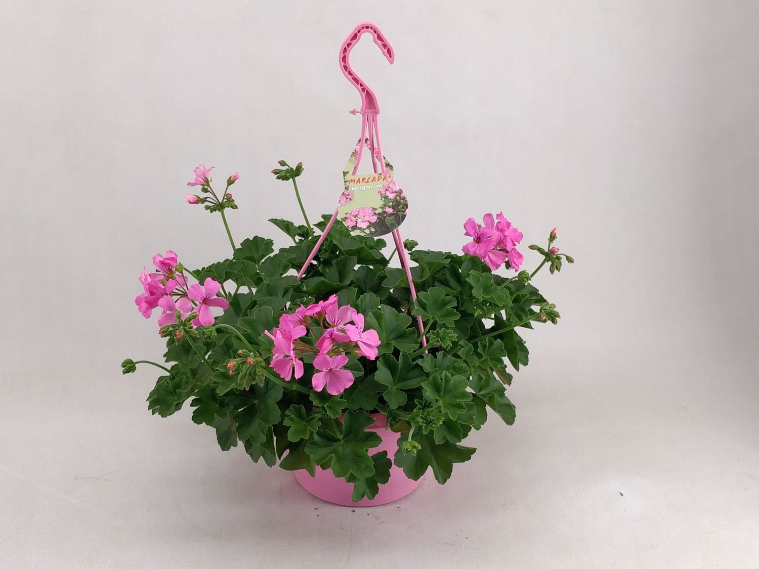 Pelargonium MARCADA PINK — Grossiste en Plantes FlorAccess