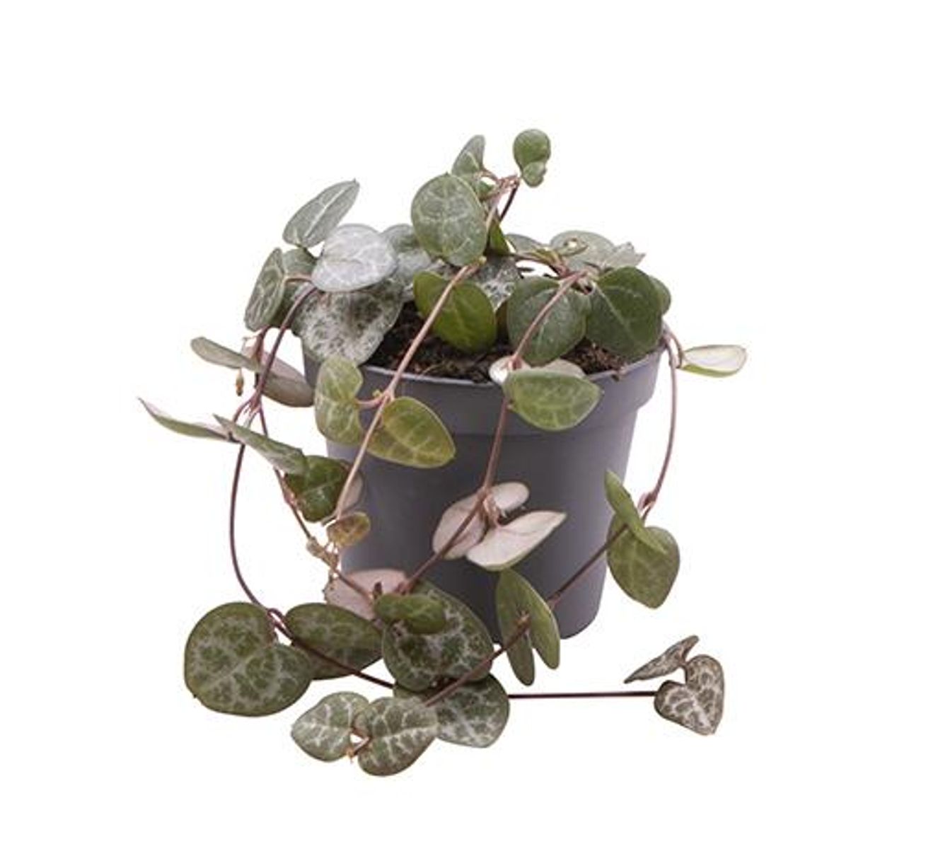 Ceropegia woodii — Plant Wholesale FlorAccess