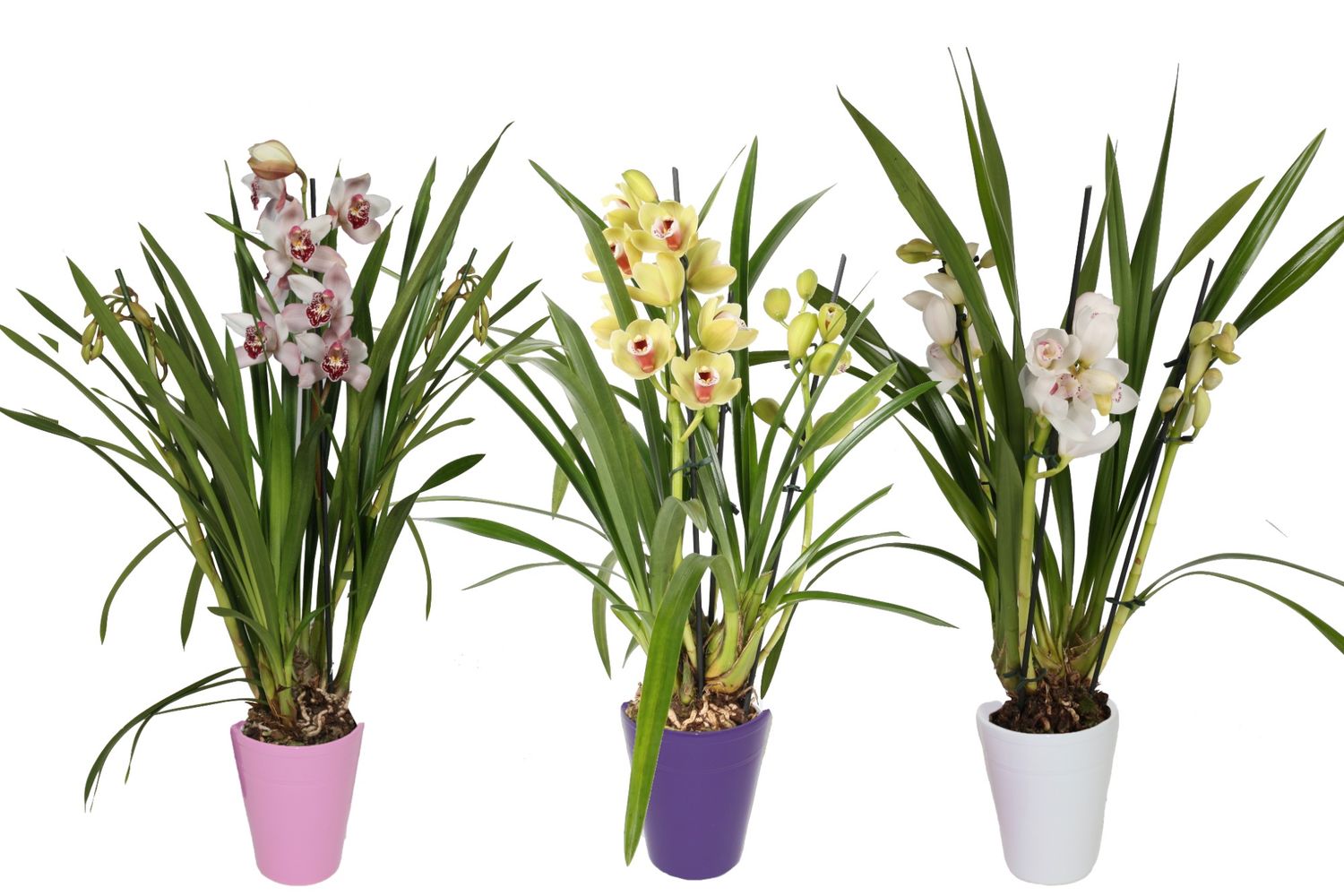 Cymbidium MIX — Plant Wholesale FlorAccess