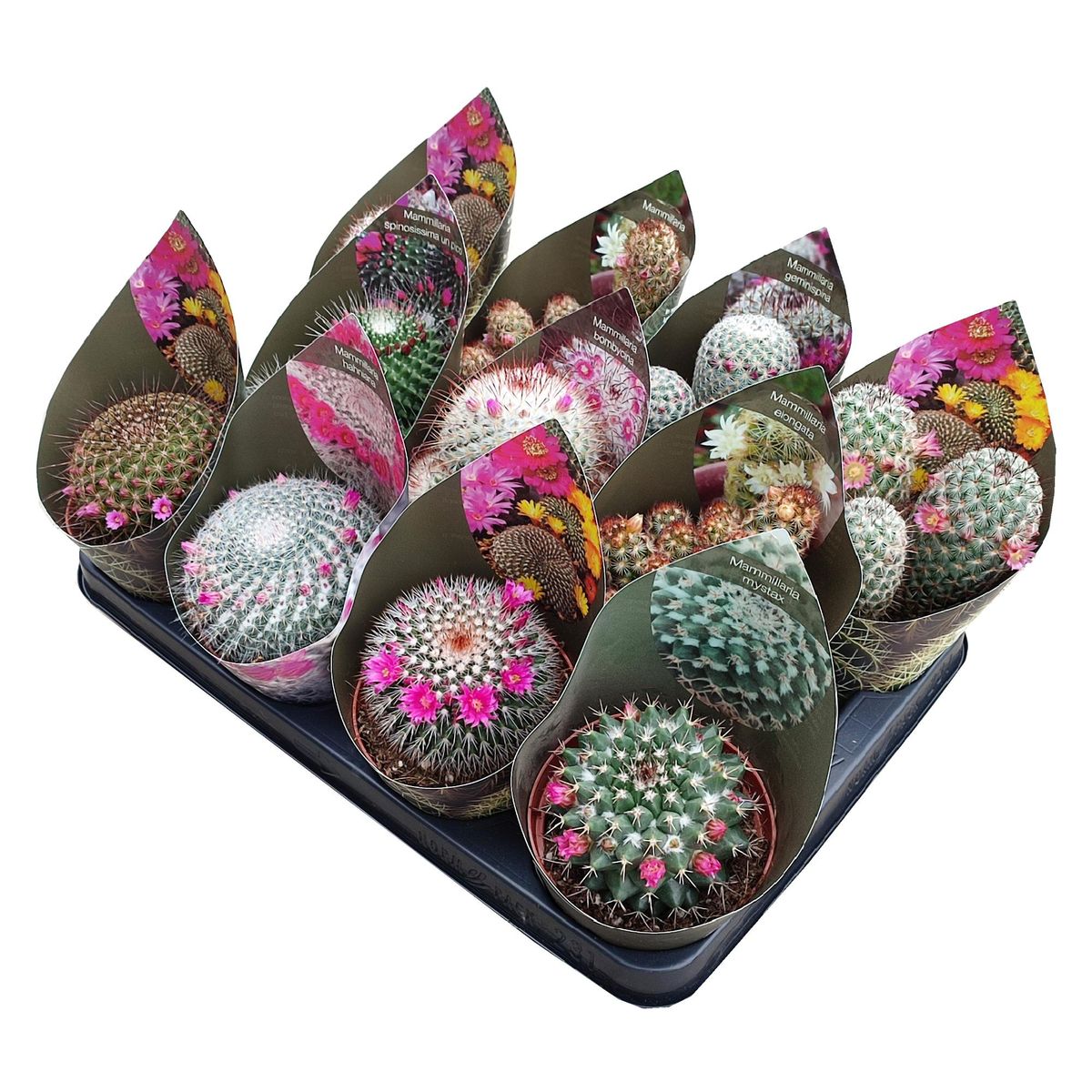 Cactus MIX — Plant Wholesale FlorAccess