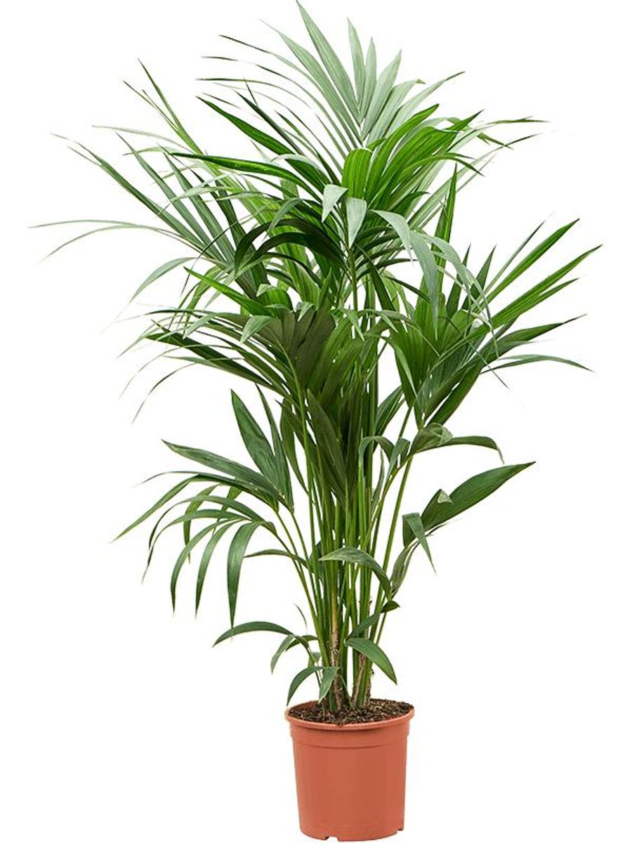 Howea forsteriana — Plant Wholesale FlorAccess