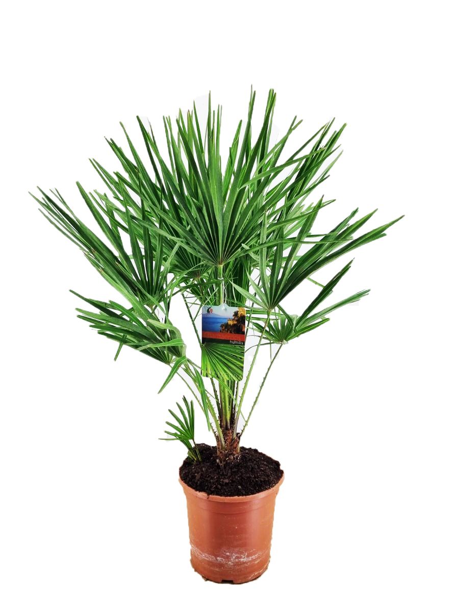 Chamaerops humilis — Plant Wholesale FlorAccess