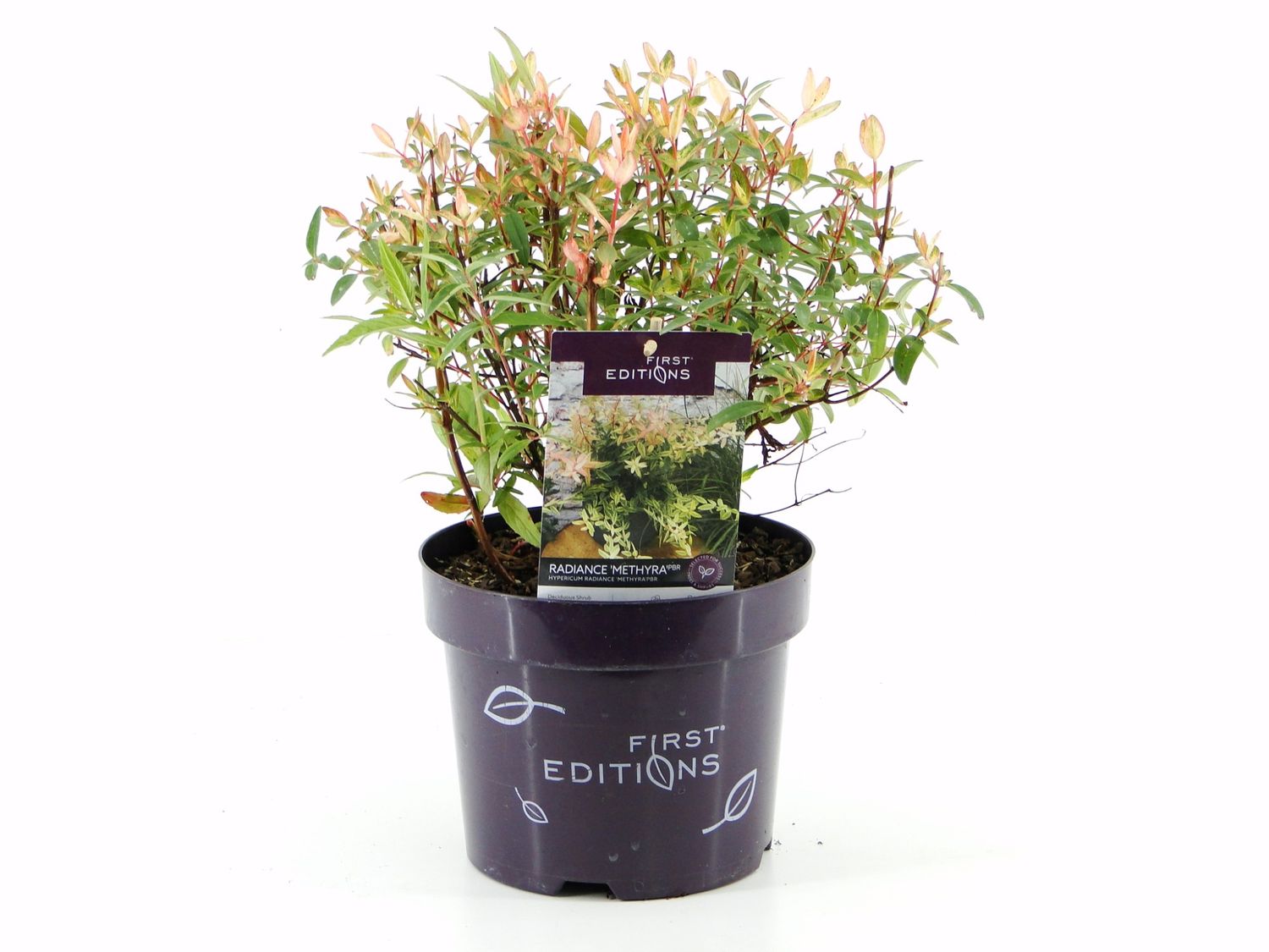 Hypericum RADIANCE — Plant Wholesale FlorAccess