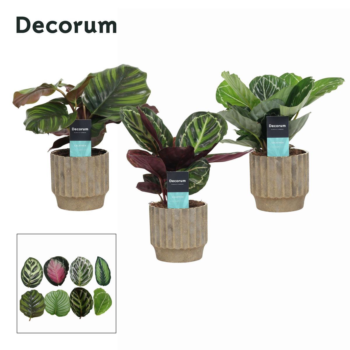 Calathea MIX — Plant Wholesale FlorAccess