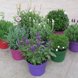 FlorAccess – Plant Wholesale