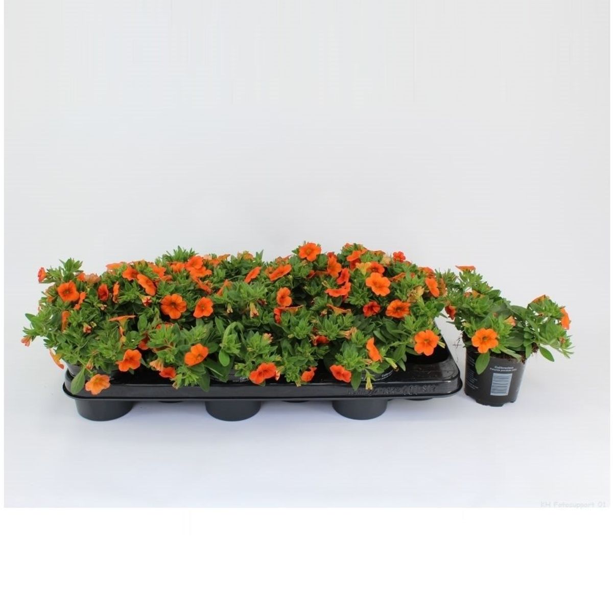Calibrachoa MINIFAMOUS ORANGE — Plant Wholesale FlorAccess
