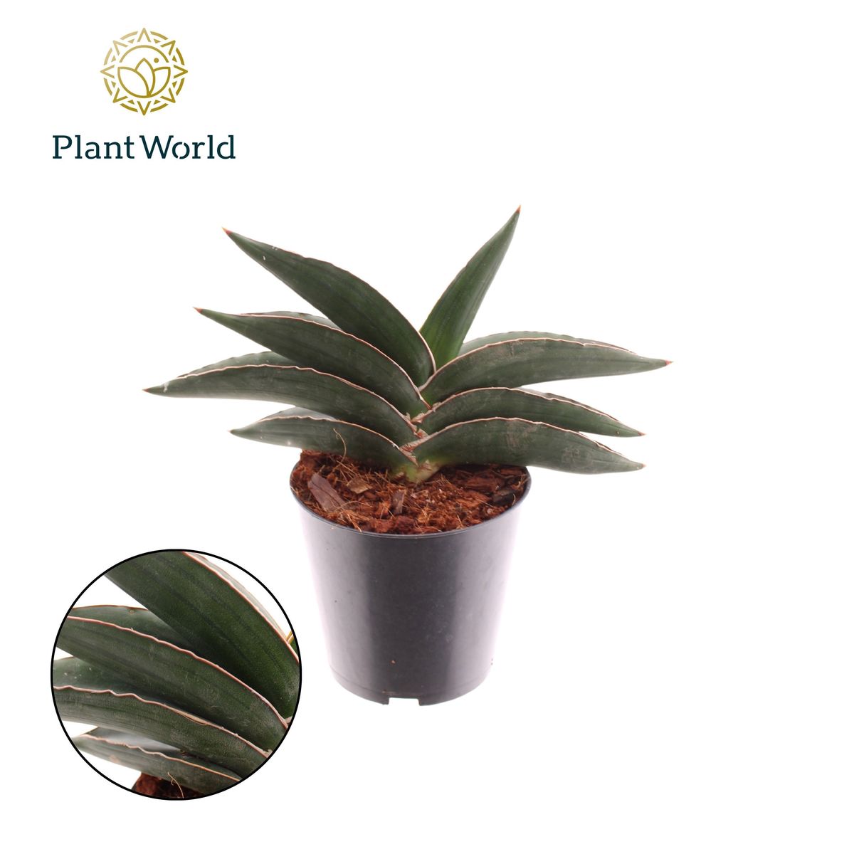Sansevieria ehrenbergii 'Samurai' — Plant Wholesale FlorAccess