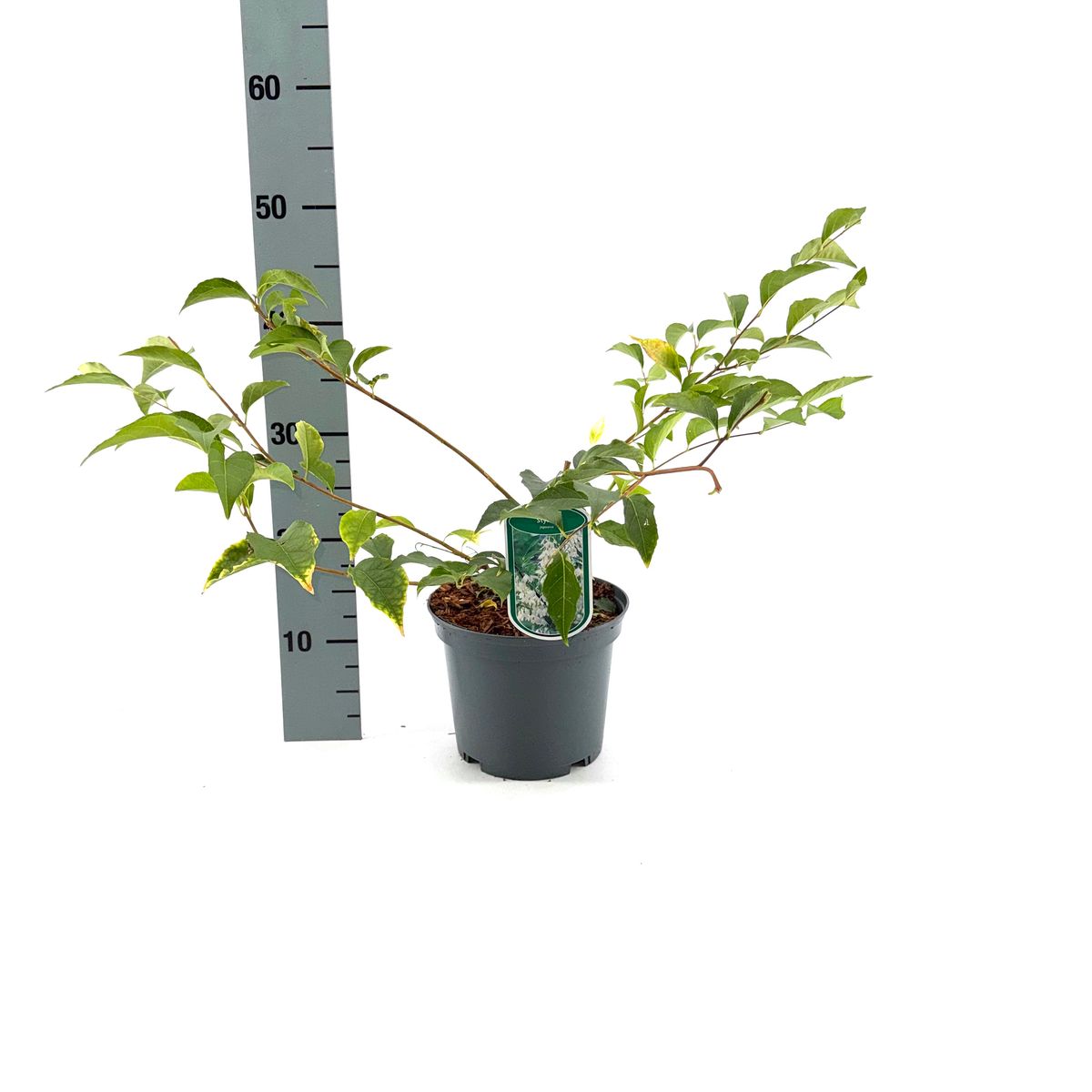 Styrax japonicus — Plant Wholesale FlorAccess