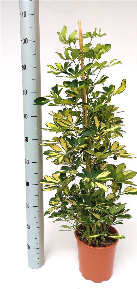 Schefflera arboricola 'Gold Capella' — Plant Wholesale FlorAccess