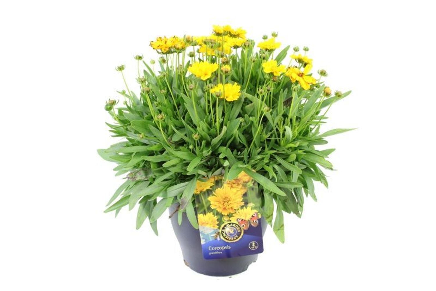 Coreopsis grandiflora 'Illico' — Plant Wholesale FlorAccess