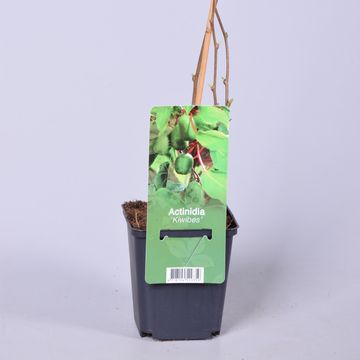 Actinidia arguta 'Issai' — Plant Wholesale FlorAccess