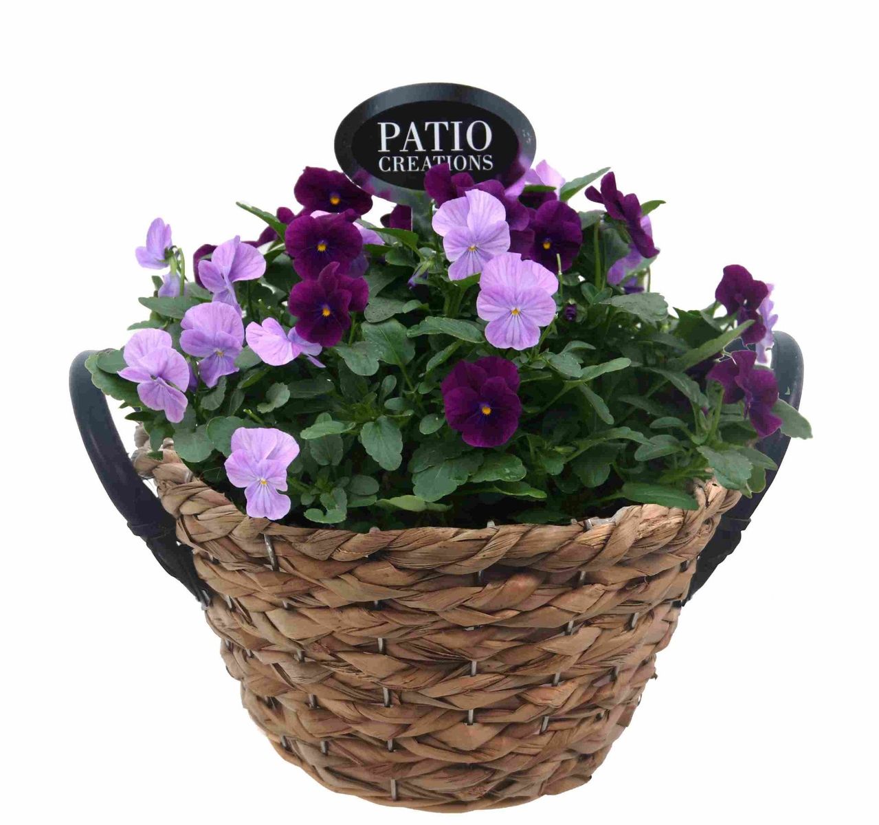 Arrangement Viola — Plant Wholesale FlorAccess