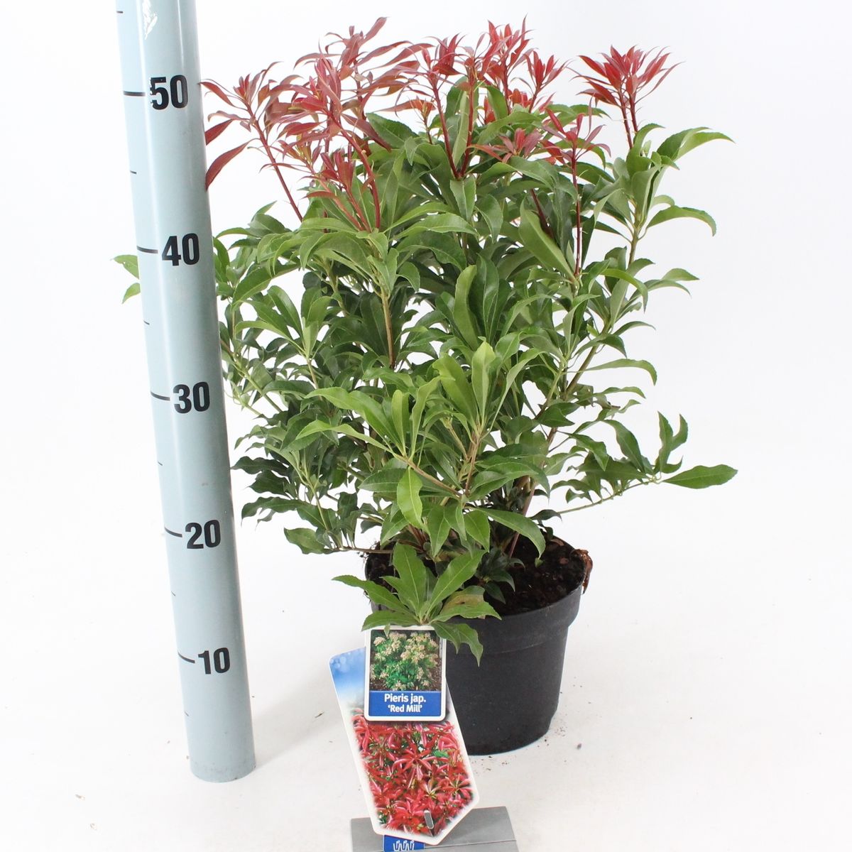 Pieris japonica 'Red Mill' — Рослини оптом FlorAccess