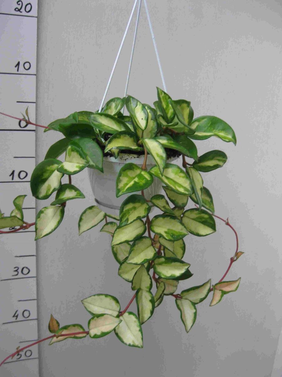 Hoya carnosa 'Variegata' — Plant Wholesale FlorAccess