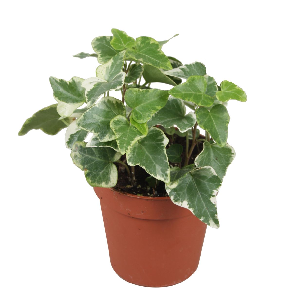 Hedera helix 'Eva' — Mayorista de plantas FlorAccess