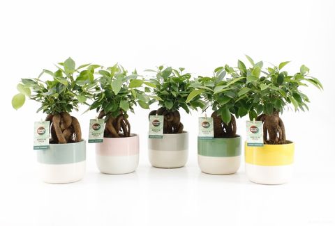 Ficus retusa — Plant Wholesale FlorAccess