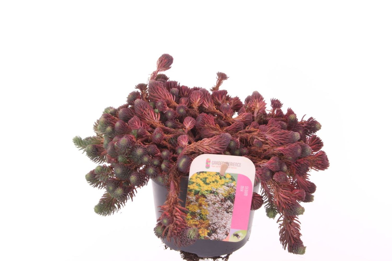 Sedum forsterianum 'Oracle' — Plant Wholesale FlorAccess