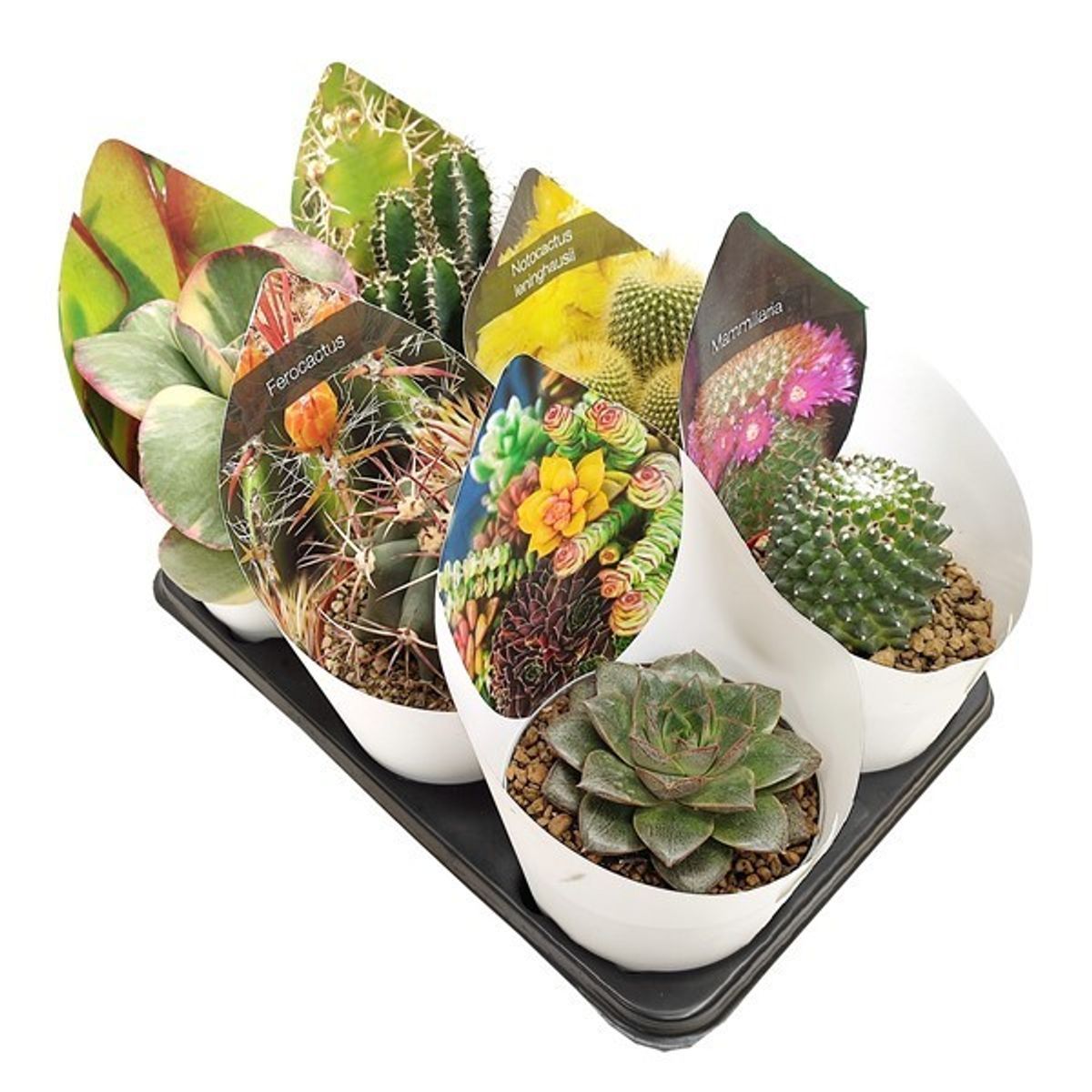 Cactus MIX — Plant Wholesale FlorAccess