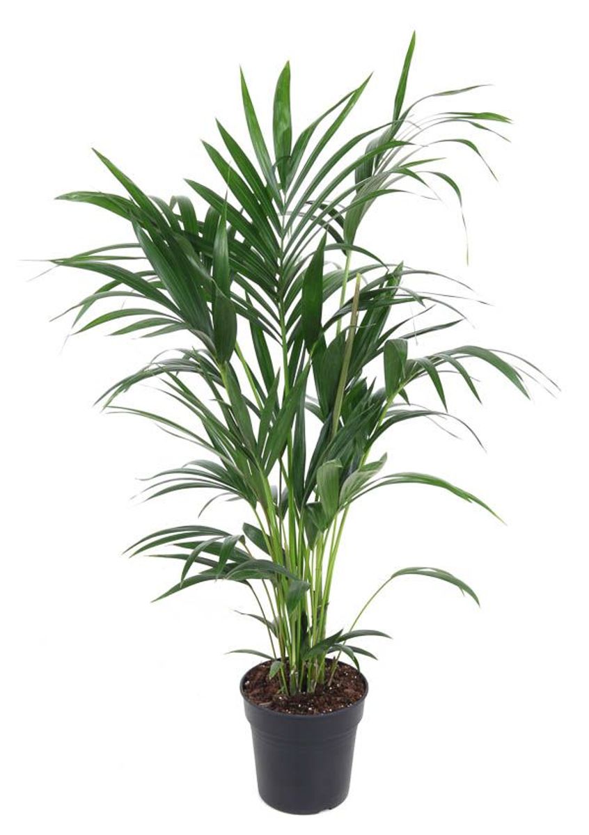 Howea forsteriana — Plant Wholesale FlorAccess