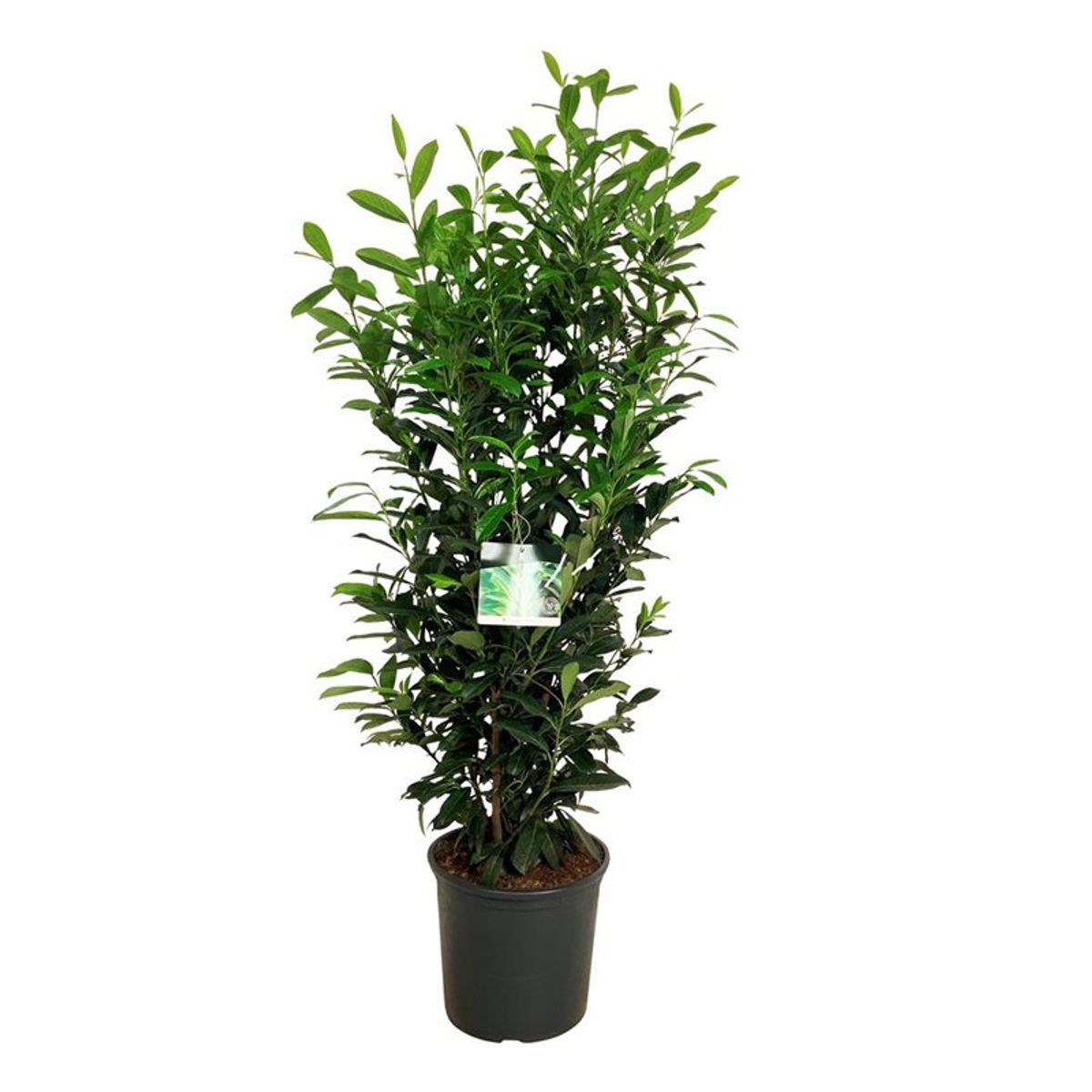 Prunus laurocerasus ELLY — Plant Wholesale FlorAccess