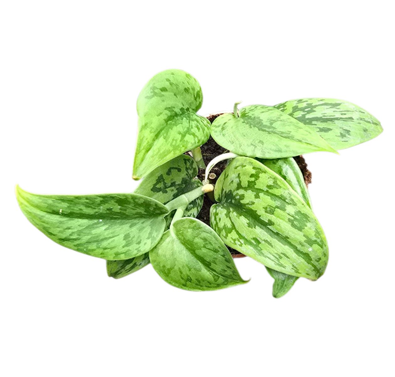 Scindapsus pictus 'Green Army' — Plant Wholesale FlorAccess