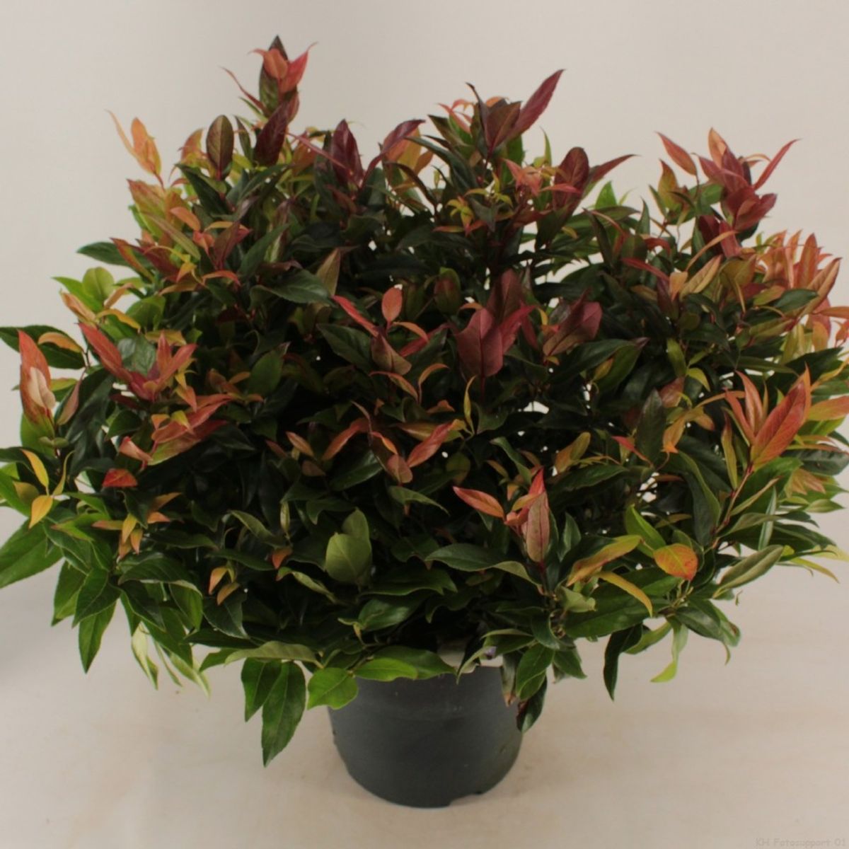 Leucothoe 'Zeblid' — Plant Wholesale FlorAccess