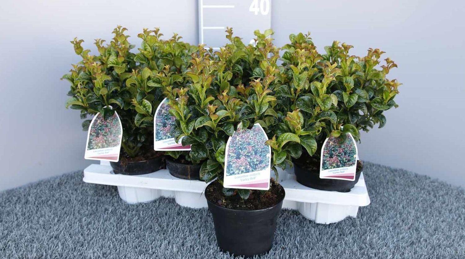 Leucothoe axillaris 'Curly Red' — Plant Wholesale FlorAccess