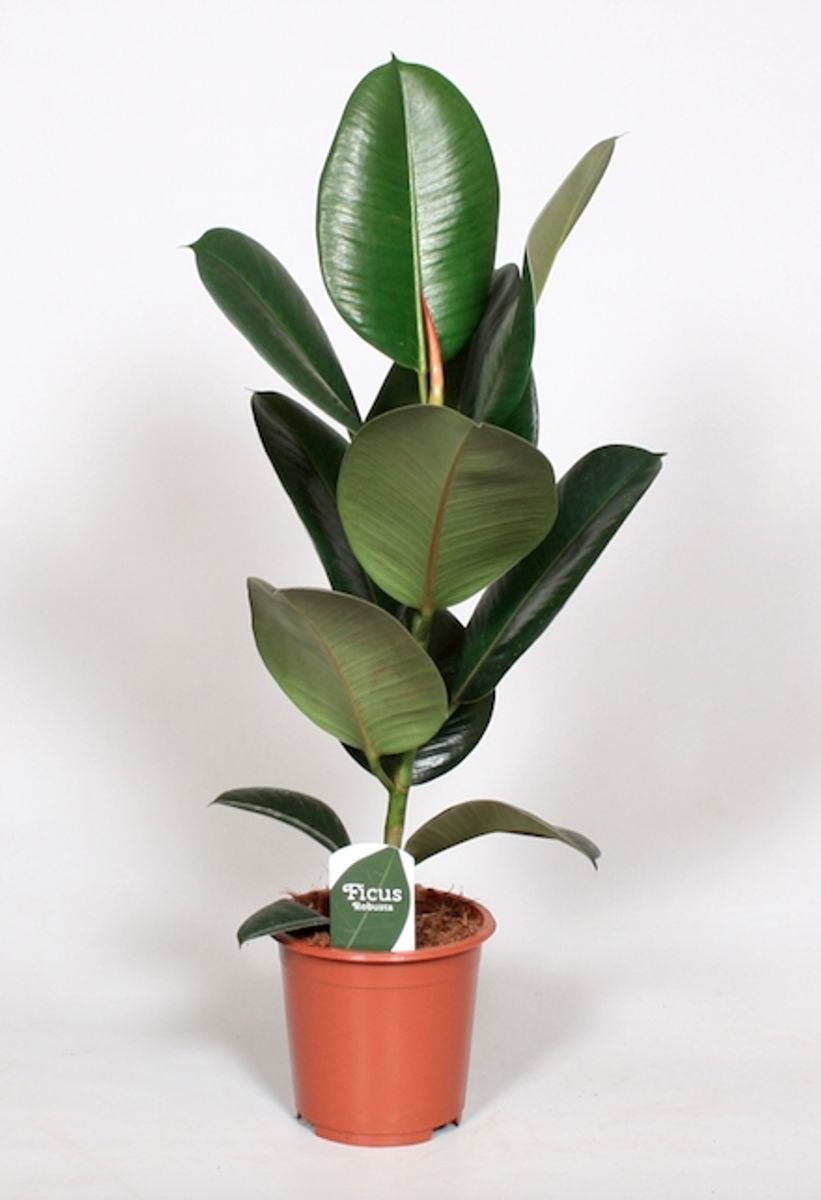 Ficus elastica 'Robusta' — Plant Wholesale FlorAccess