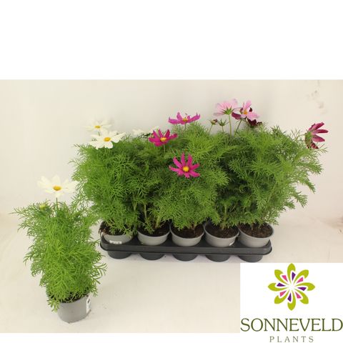 Cosmos bipinnatus CASANOVA MIX — Plant Wholesale FlorAccess