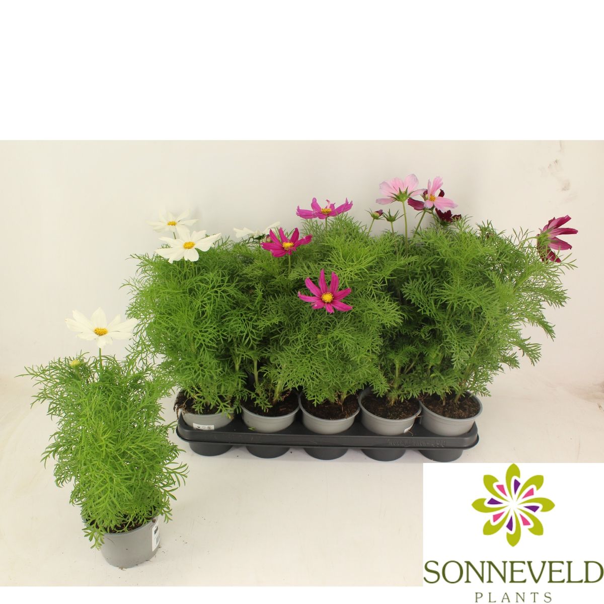 Cosmos bipinnatus CASANOVA MIX — Plant Wholesale FlorAccess