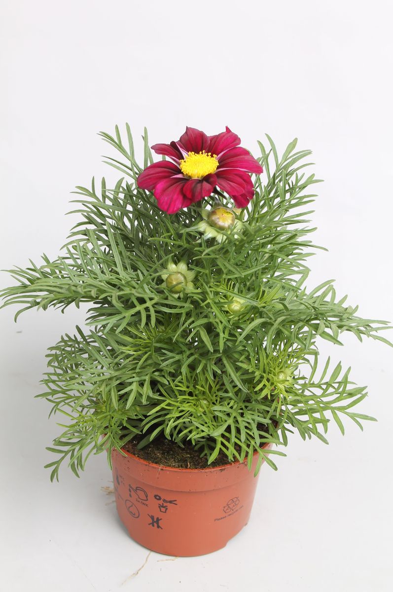 Cosmos bipinnatus 'Casanova Violet' — Plant Wholesale FlorAccess