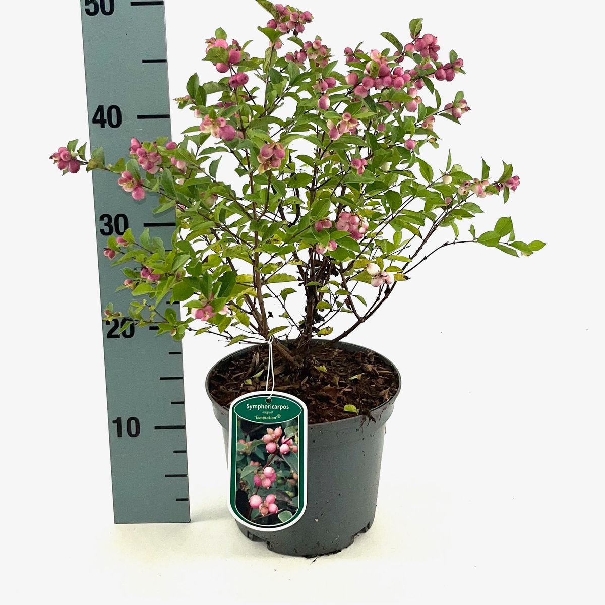 Symphoricarpos MAGICAL TEMPTATION — Plant Wholesale FlorAccess